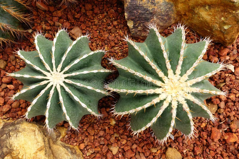 Beautiful Cactus stock image. Image of green, plant, botany - 84793215