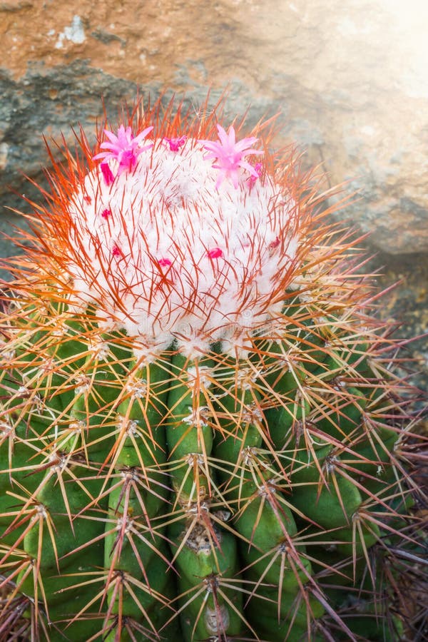 Beautiful Cactus in the Garden Stock Image - Image of decoration ...