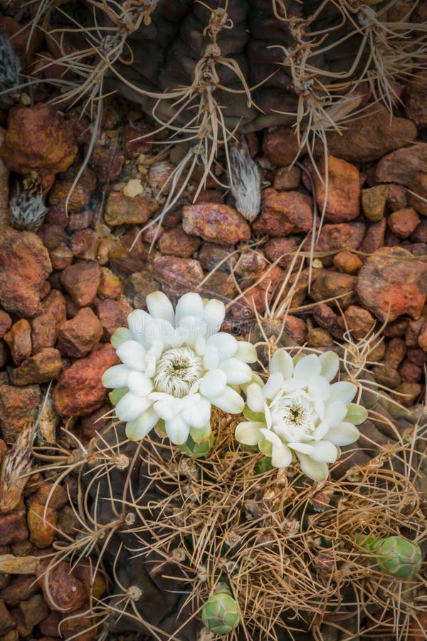 Beautiful Cactus in the Garden Stock Photo - Image of exotic, extreme ...