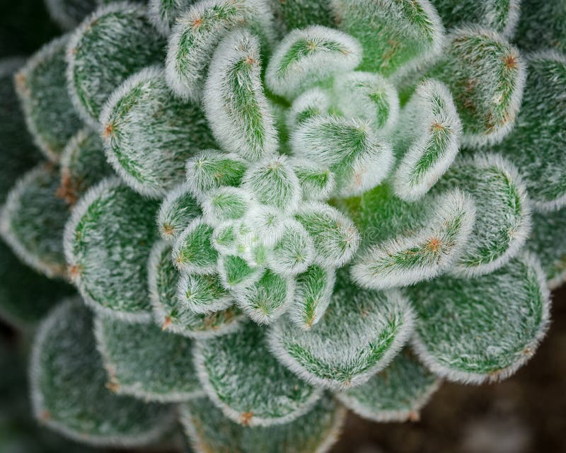 Cactus swirl flowers stock image. Image of swirl, cactus - 73916735