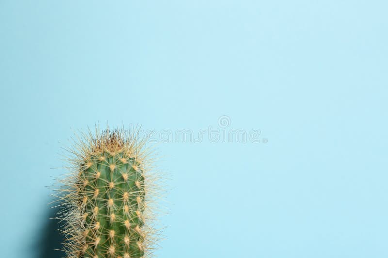 Beautiful Cactus on Blue Background, Space for Text Stock Photo - Image ...