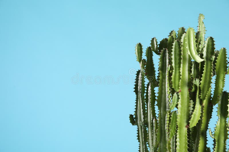 Beautiful Cactus on Light Blue Background, Space for Text. Tropical ...