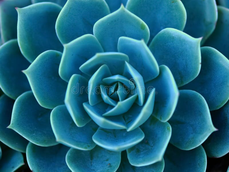 A Beautiful Cactus with a Perfect Pattern of Leaves Stock Photo - Image ...