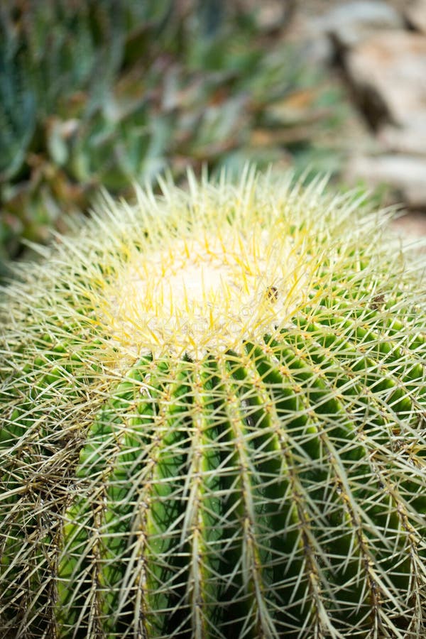 Beautiful cactus stock photo. Image of floral, beauty - 60323486