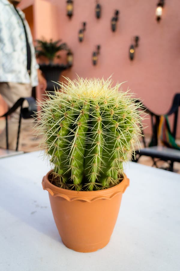 Beautiful Cactus Plants with a Terracota Pot Stock Image - Image of ...