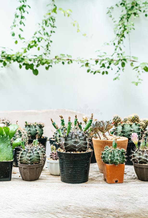 Beautiful cactus in pot stock image. Image of fresh - 160087733