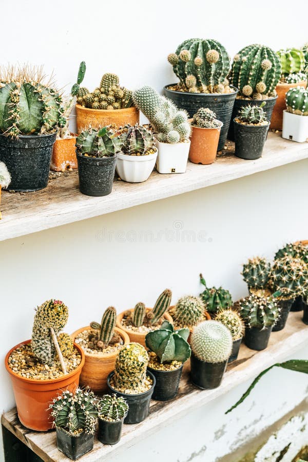 Beautiful cactus in pot stock photo. Image of botanical - 160097474