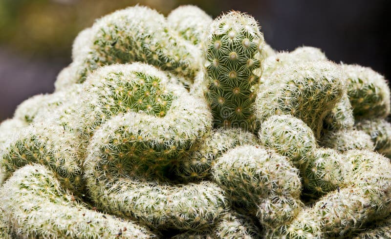 Beautiful Cactus Strange Shape Cactus. Stock Photo - Image of close ...