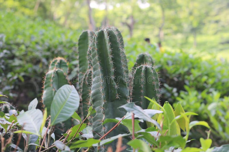 Beautiful Cactus with Tea Leaves Stock Photo - Image of captured ...