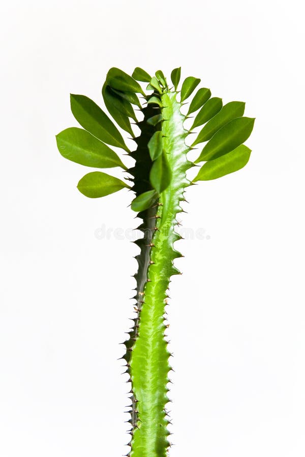 Beautiful Cactus with Thorns and Leaves. Stock Photo - Image of cactus ...