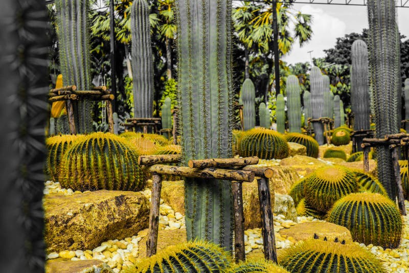 Beautiful Cactus Tree in the Gardens Outdoor and Parks Stock Photo ...