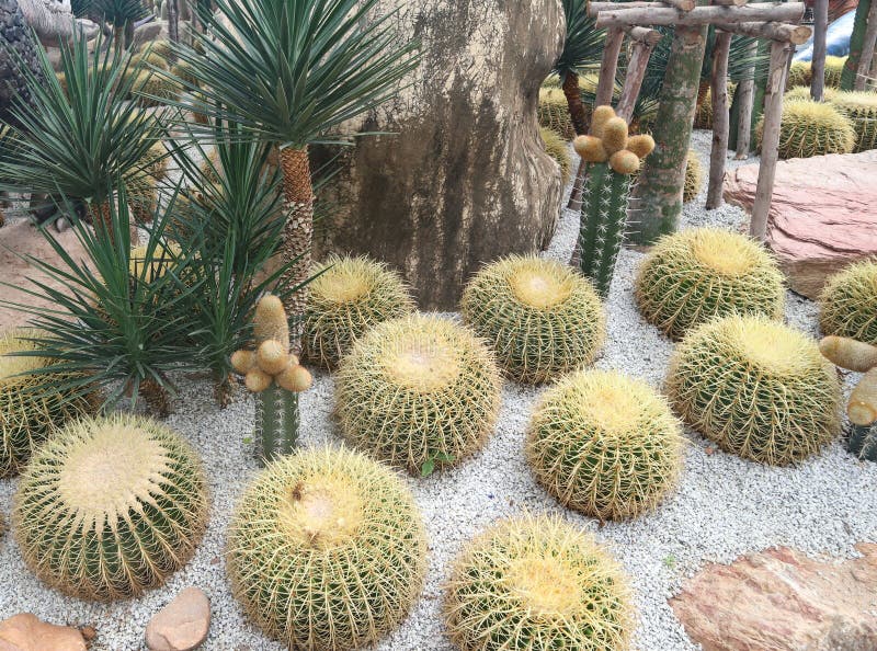 Beautiful Cactus Tree in the Gardens Outdoor and Parks Stock Image ...