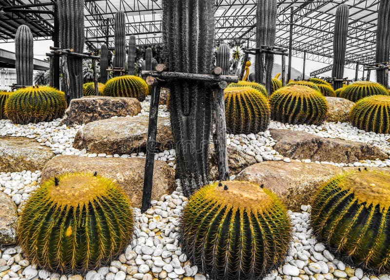 Beautiful Cactus Tree in the Gardens Outdoor and Parks Stock Image ...