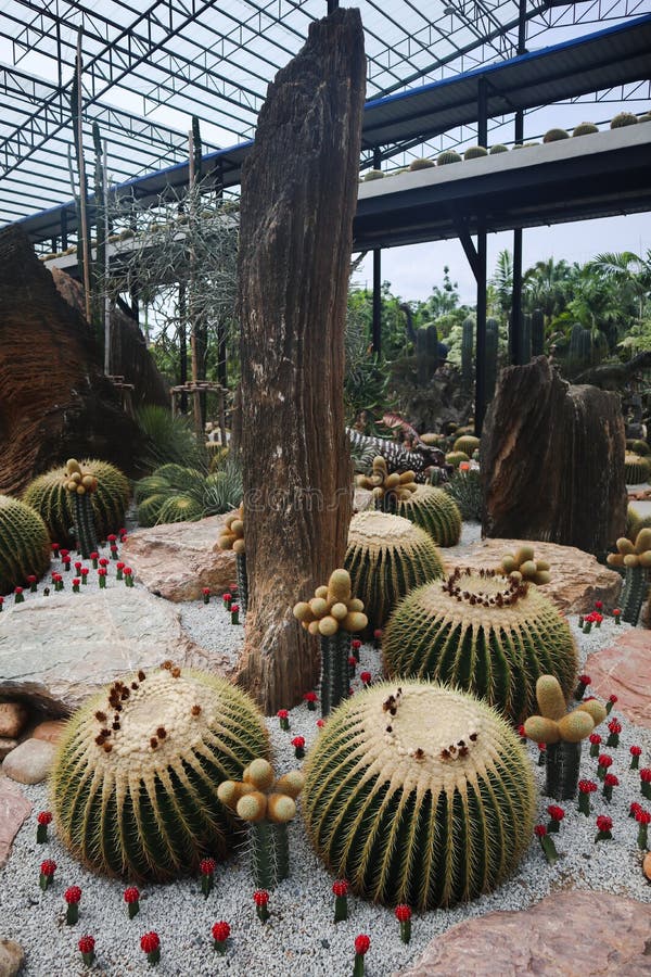 Beautiful Cactus Tree in the Gardens Outdoor and Parks Stock Photo ...