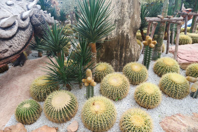 Beautiful Cactus Tree in the Gardens Outdoor and Parks Stock Image ...