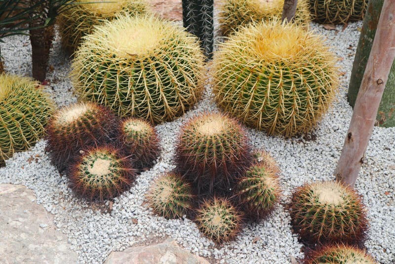 Beautiful Cactus Tree in the Gardens Outdoor and Parks Stock Photo ...