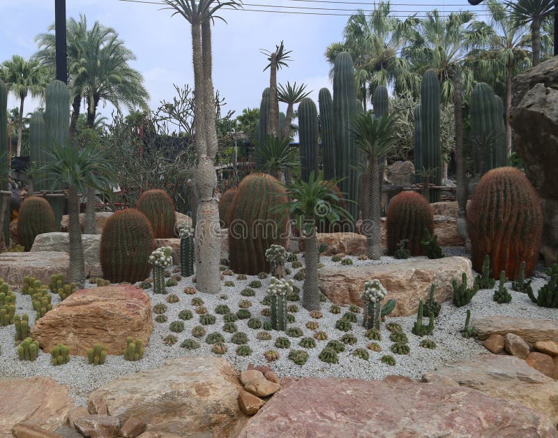 Beautiful Cactus Tree in the Gardens Outdoor and Parks Stock Image ...