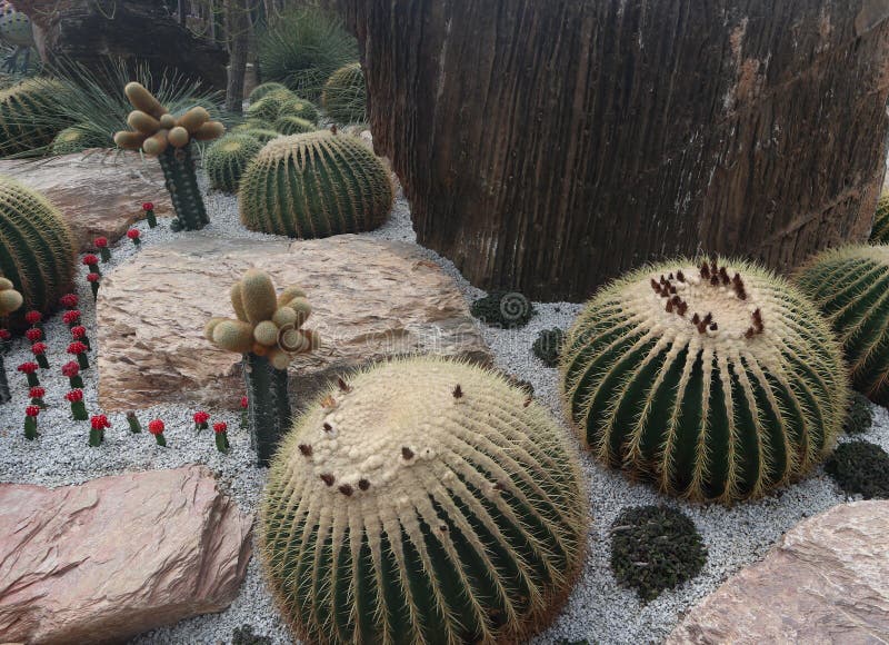 Beautiful Cactus Tree in the Gardens Outdoor and Parks Stock Image ...