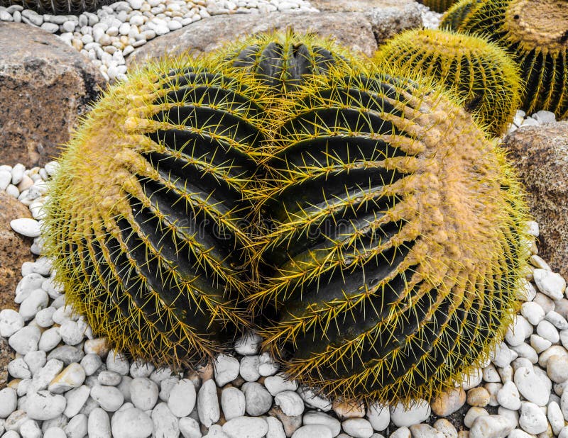 Beautiful Cactus Tree in the Gardens Outdoor and Parks Stock Image ...