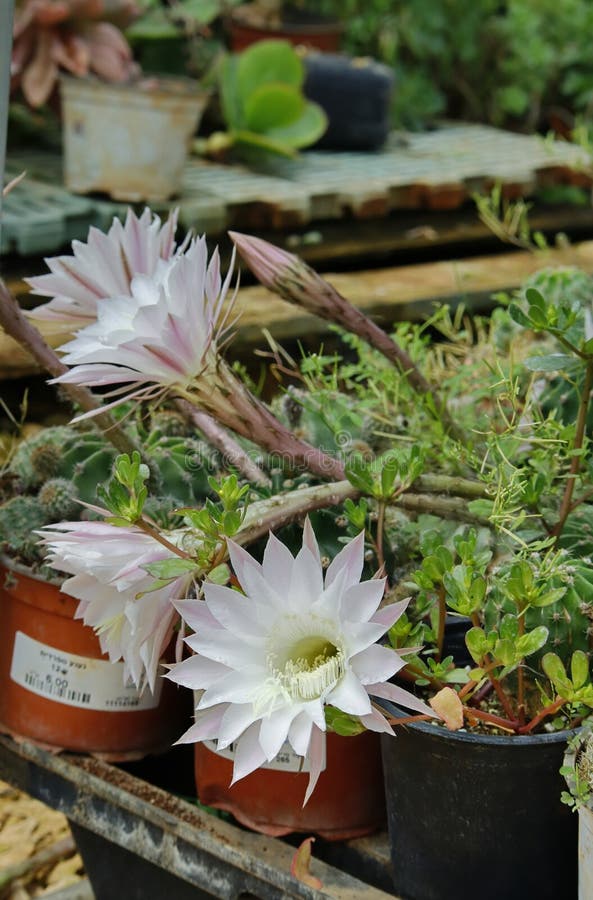 Beautiful Cactus White Flowers in the Park. Stock Image - Image of ...