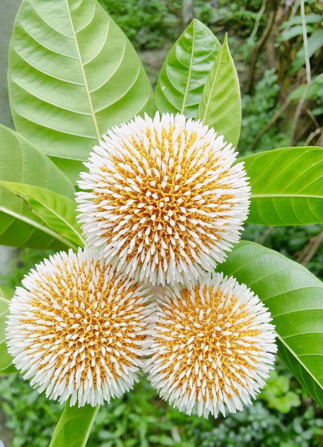 Beautiful Cadamba Flowers in the Garden. Stock Photo - Image of ...
