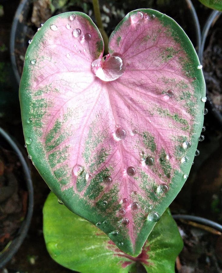Beautiful Caladium Bicolor Leaf in Nature Garden Stock Photo - Image of ...