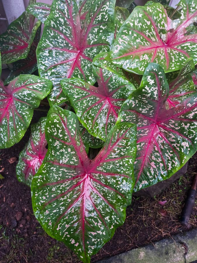 Beautiful Caladium Houseplants Stock Photos - Free & Royalty-Free Stock ...