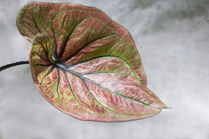 Beautiful Caladium Isolated Stock Image - Image of beautiful, garden ...