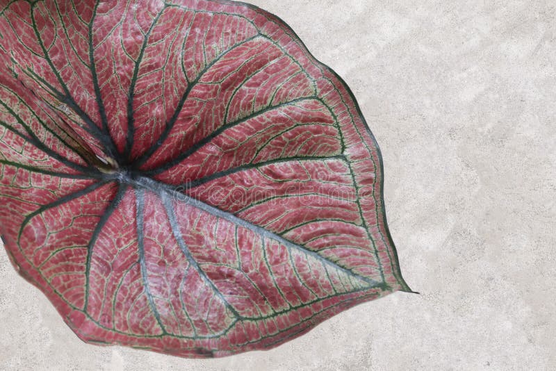 Beautiful Caladium Isolated Stock Photo - Image of funky, foliage ...