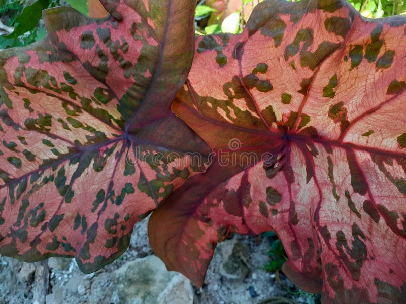 Beautiful caladium leaf stock photo. Image of tree, maple - 240234604