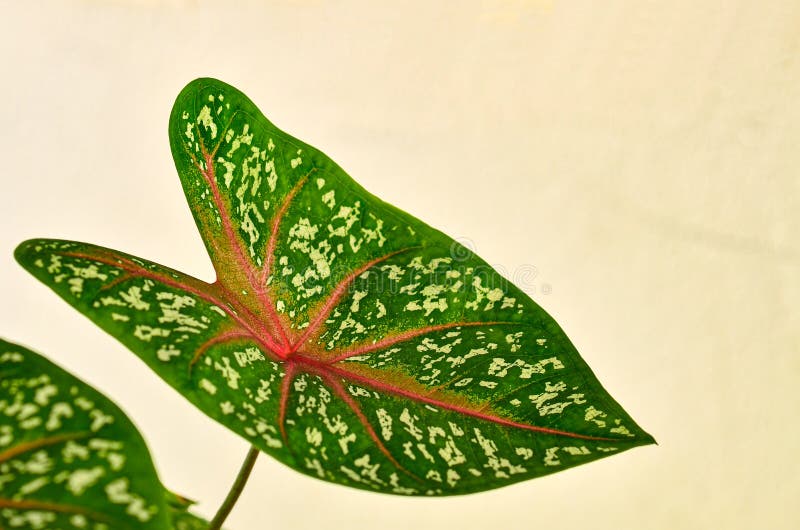 Beautiful Caladium leaf stock photo. Image of colorful - 273641980