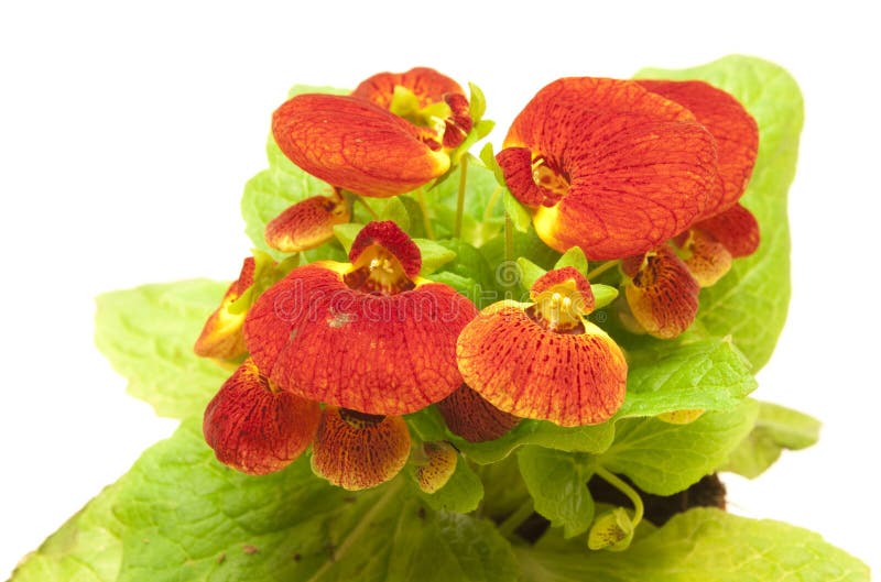 Yellow Calceolaria flower stock image. Image of greenery - 4748203