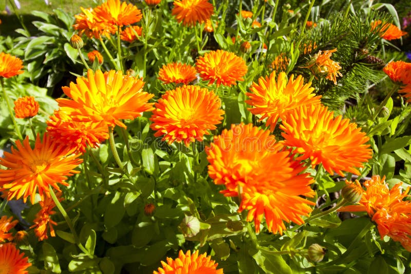 Beautiful Calendula Orange Flowers in a Garden. Stock Photo - Image of ...