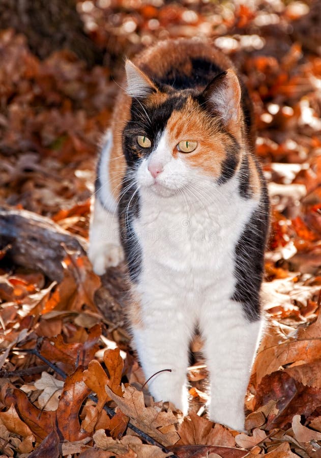 Beautiful Calico Cat Walking on Dewy Grass Stock Image - Image of ...