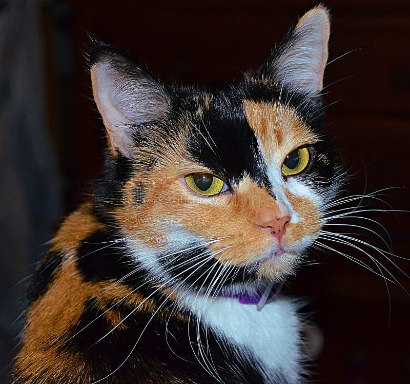 Beautiful calico cat stock image. Image of beautiful - 137649343