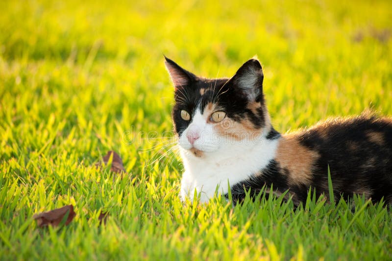 Beautiful Calico Cat in Grass Stock Photo - Image of paws, female: 20878826