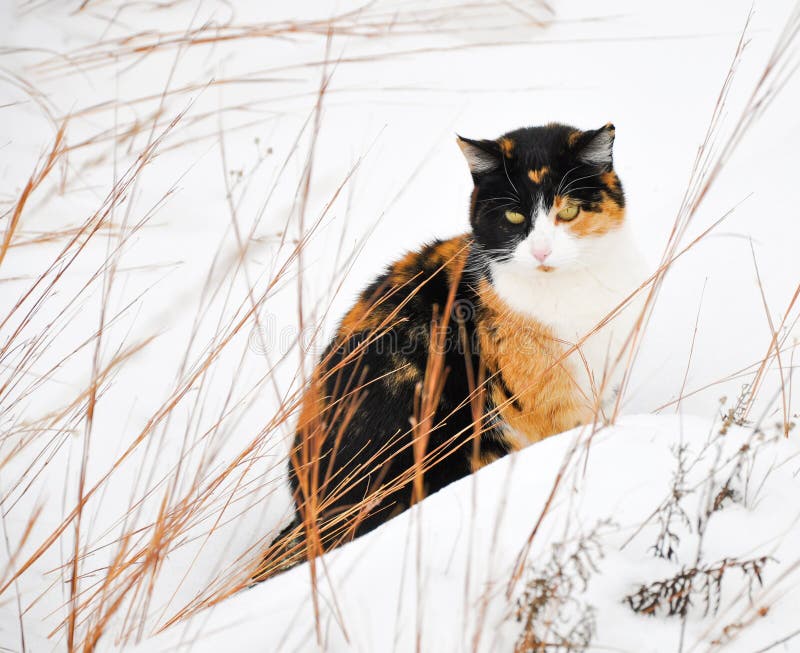 Beautiful Calico Cat in Snow Stock Image - Image of felis, cute: 20878823