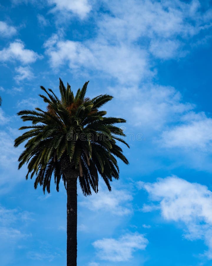 Beautiful California Palm Tree Standing by Itself at the Beach Stock ...