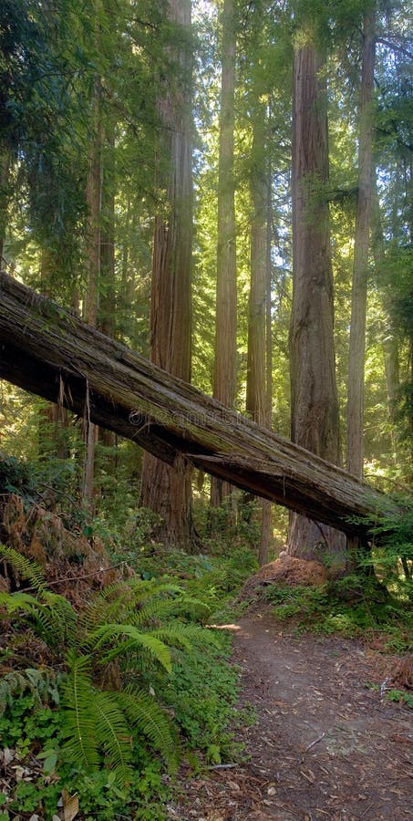 Beautiful California Redwood Forest Stock Image - Image of adventure ...