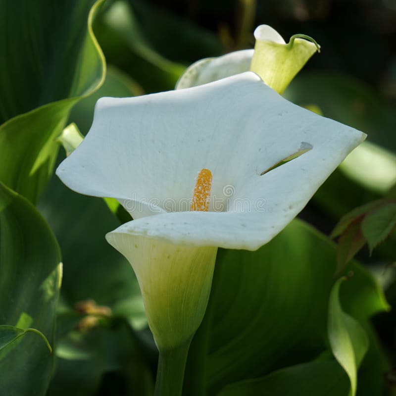 Beautiful Calla Flower in the Garden Stock Photo - Image of petal ...