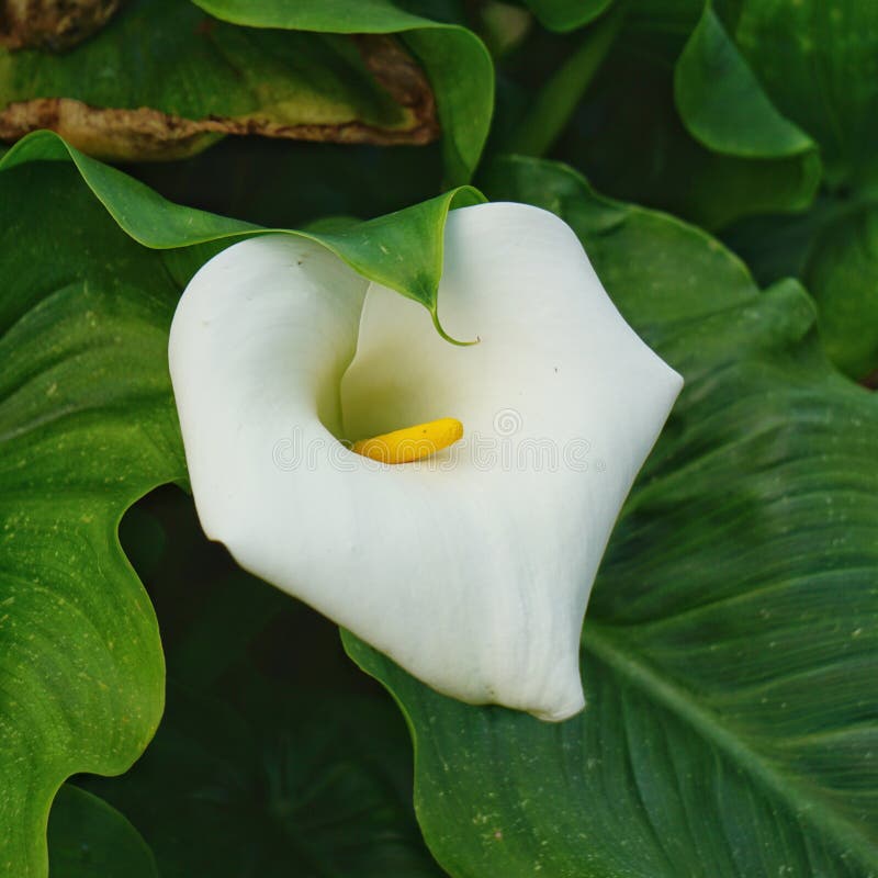 Beautiful Calla Flower in the Garden Stock Photo - Image of plant ...
