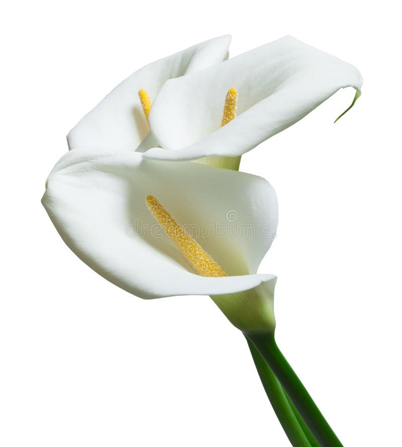 Calla flowers stock photo. Image of curve, calla, anniversary - 24734226
