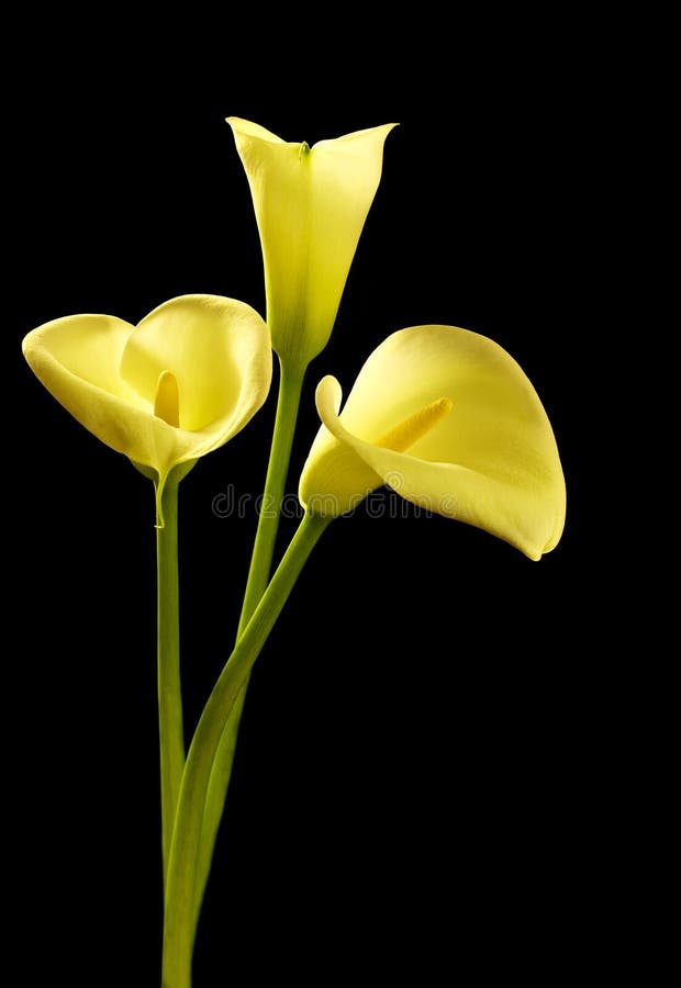 Beautiful Calla Lily on Black Background. Stock Image - Image of ...
