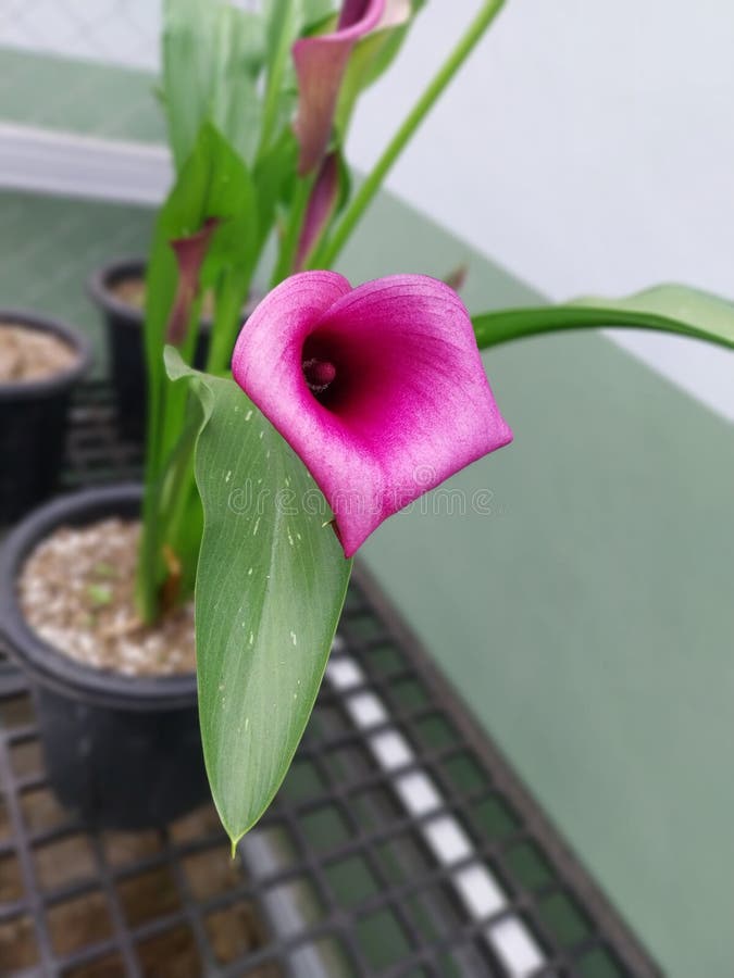 A Beautiful Calla Lily in Bloom Stock Photo - Image of plant, lily ...