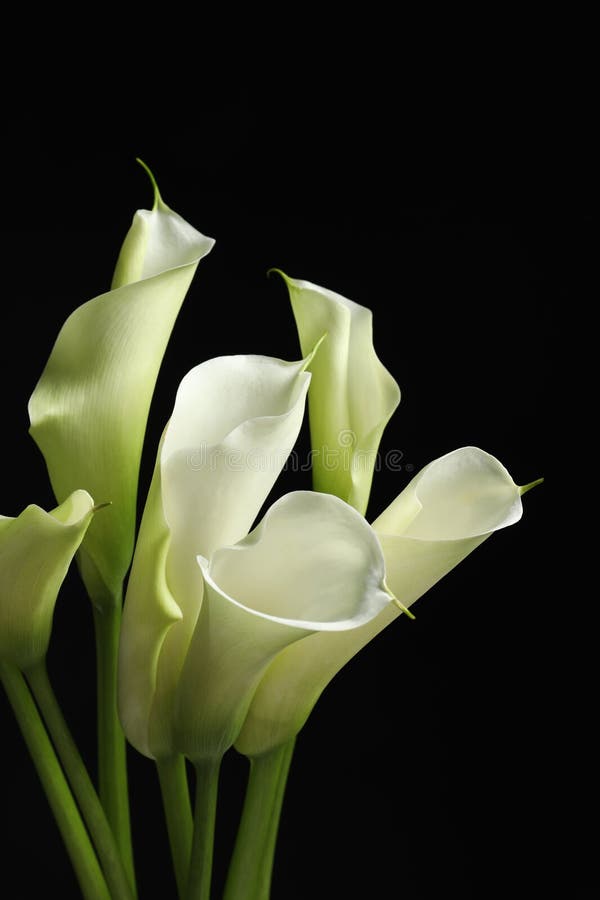 Beautiful Calla Lily Flowers on Black Background Stock Image - Image of ...