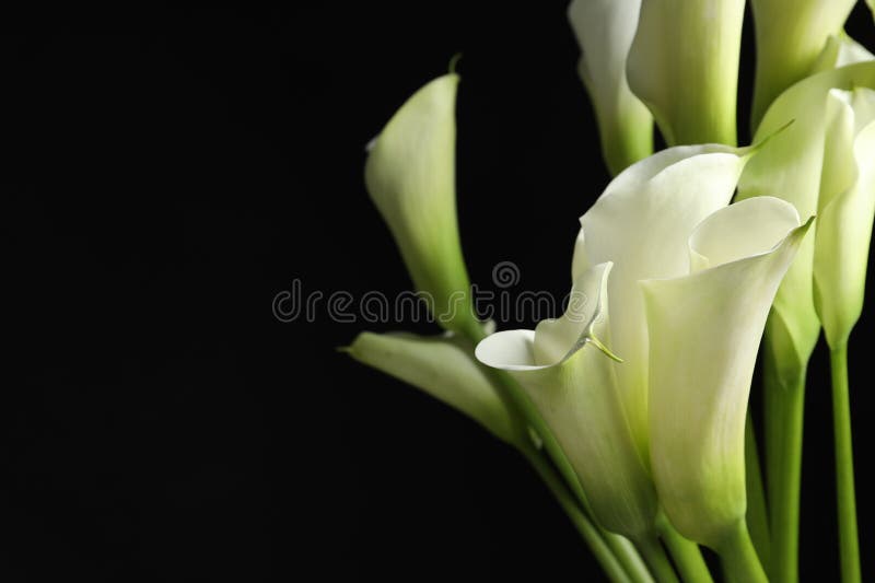 Beautiful Calla Lily Flowers on Black Background, Closeup. Space for ...