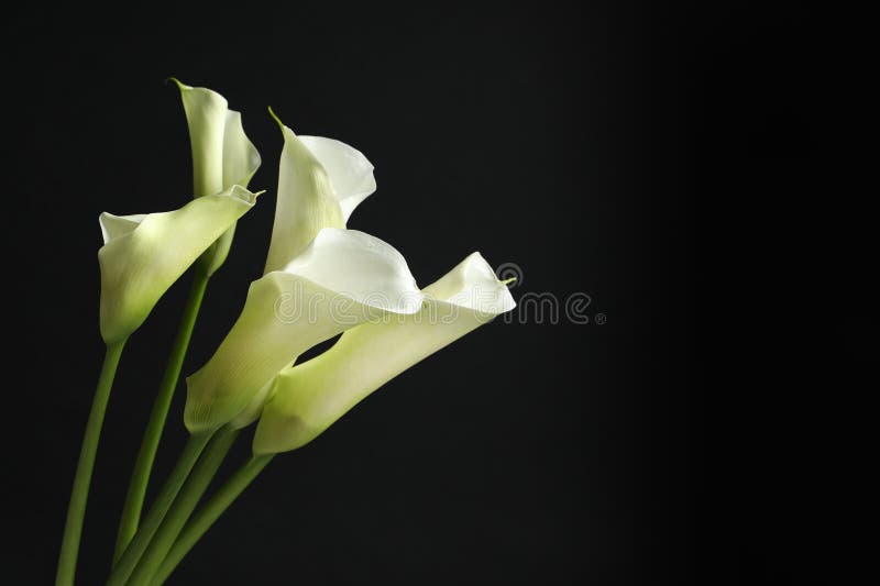 Beautiful Calla Lily Flowers on Black Background, Space for Text Stock ...