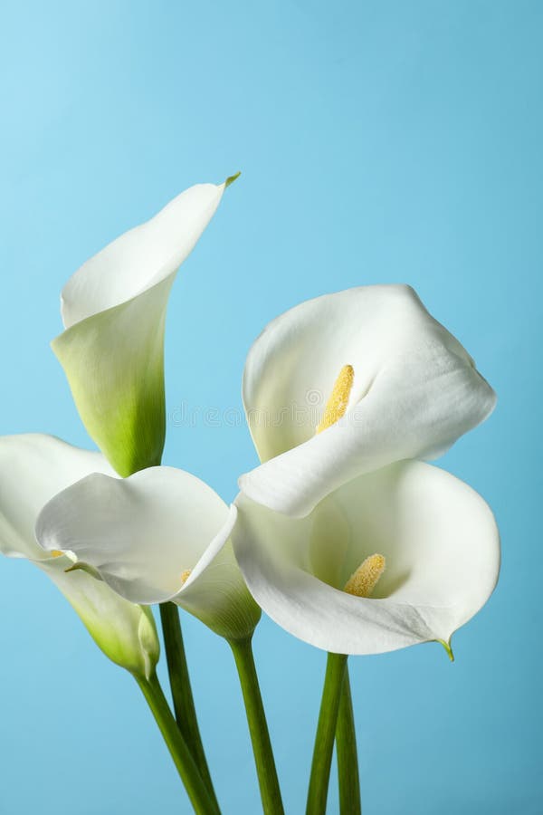 Beautiful Calla Lily Flowers on Light Blue Background Stock Photo ...