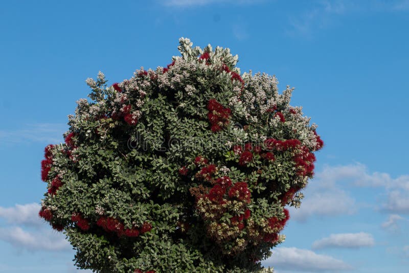 Beautiful Callistemon tree stock image. Image of tree - 105962161