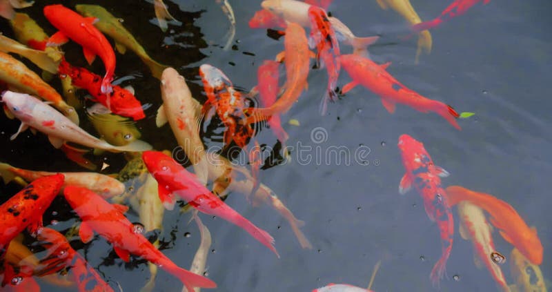Beautiful and Calm Koi Fish Swimming in a Clear Pond Stock Footage ...